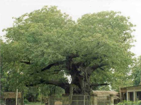 Lord Krishna's Parijatha Tree, Kintoor, Uttar Pradesh - Telugu Nativeplanet