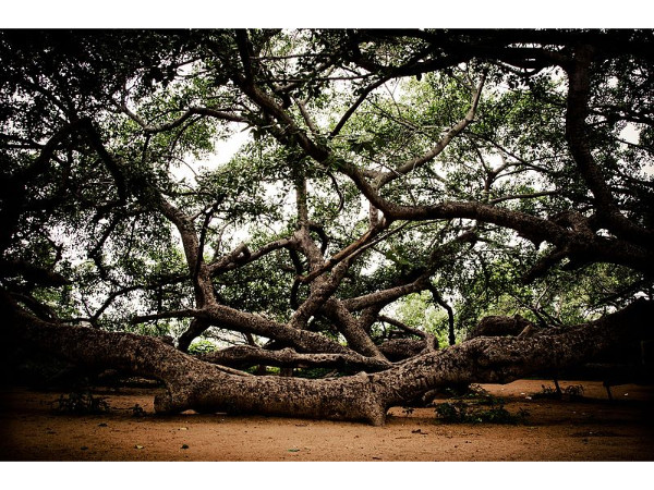 నేచర్ వండర్ ... పిల్లలమర్రి !! | Wonderful Banyan Tree Pillalamarri ...