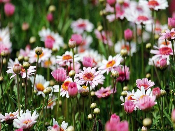 పూలవ‌నాల నెల‌వంక‌.. క‌డియ‌పులంక‌! | The month of flowers ...
