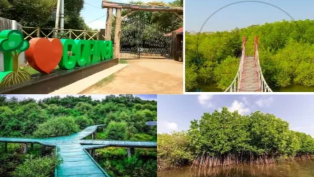 మాట‌లకందవు.. కోరింగ‌ మ‌డ అడ‌వుల అందాలు! | The beauty of Koringa ...